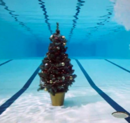 Meets/Events - Nazareth/Easton YMCA Swim Team