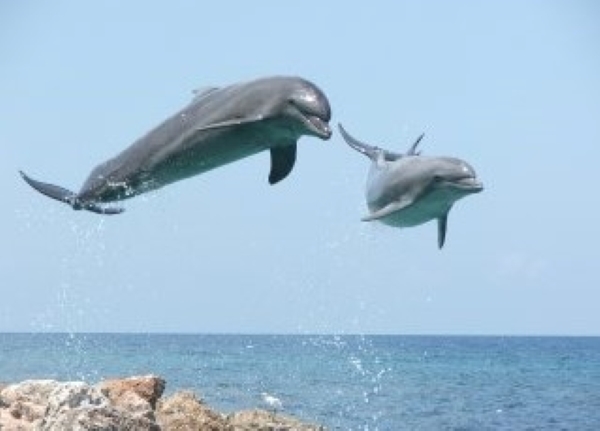 Home - Flying Dolphins: Encouraging Excellence! Facilitating Fun!