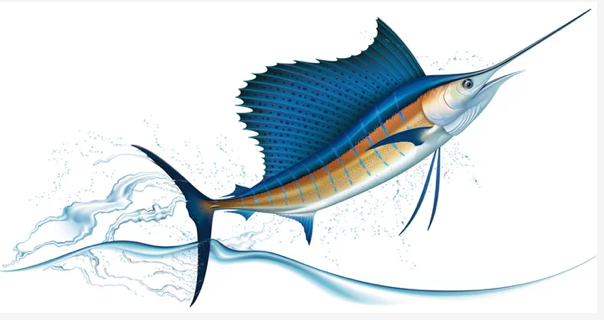 Home - Silver Spring Sailfish