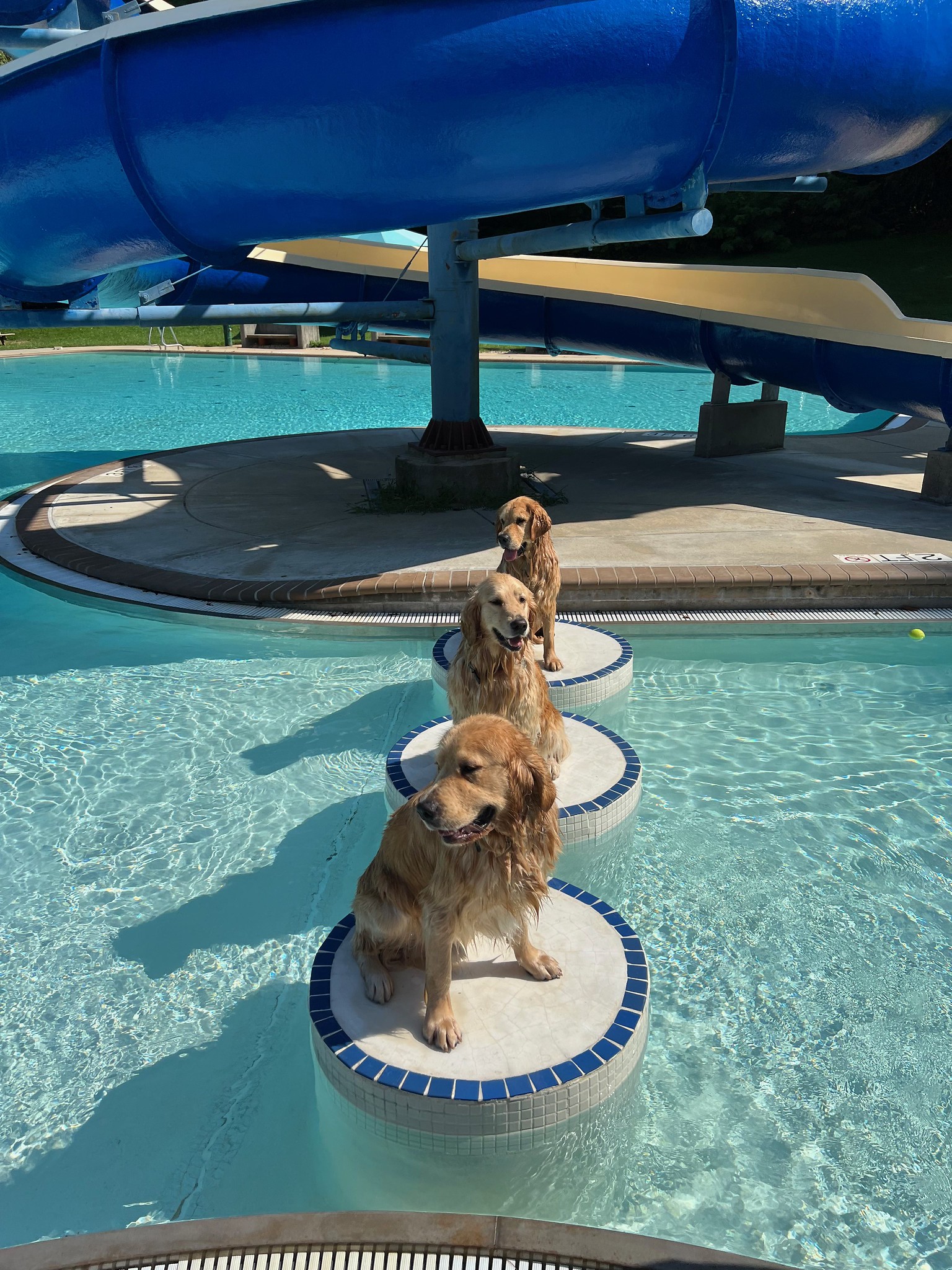 Home - Upper County Dolphins